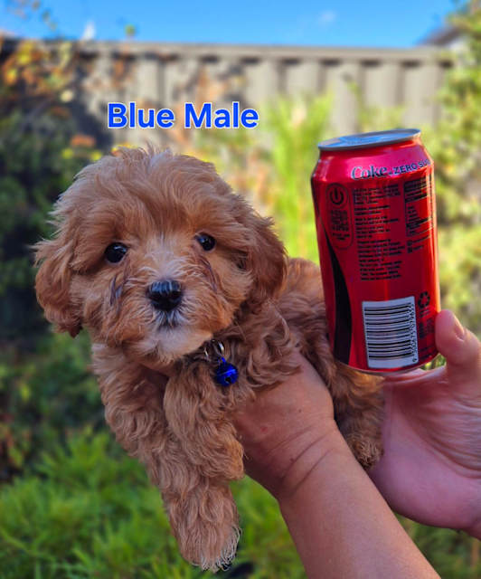 Little Ruby F1B Cavoodles Ready now | Dogs & Puppies | Gumtree ...