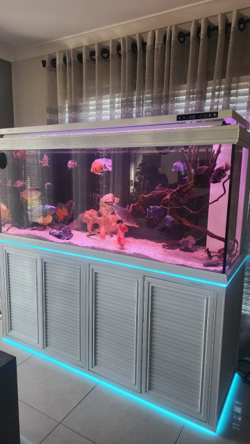 Smart 6ft fish tank with professional bottom filter with fish | Fish ...