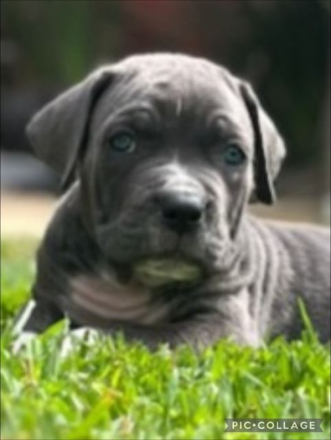 Pure Breed Cane Corso Puppies | Dogs & Puppies | Gumtree Australia ...