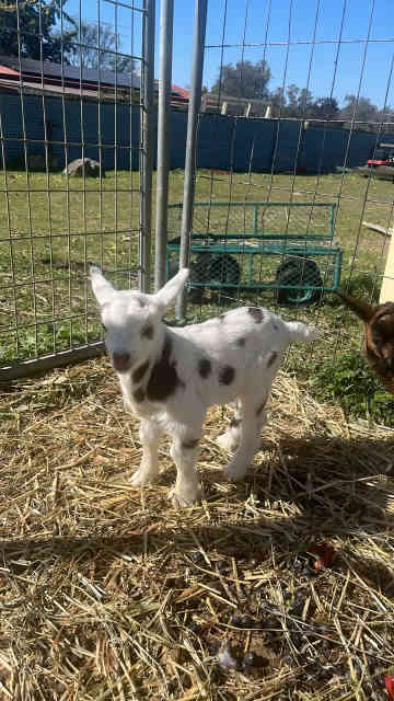 Miniature registered goats | Livestock | Gumtree Australia Tamworth ...