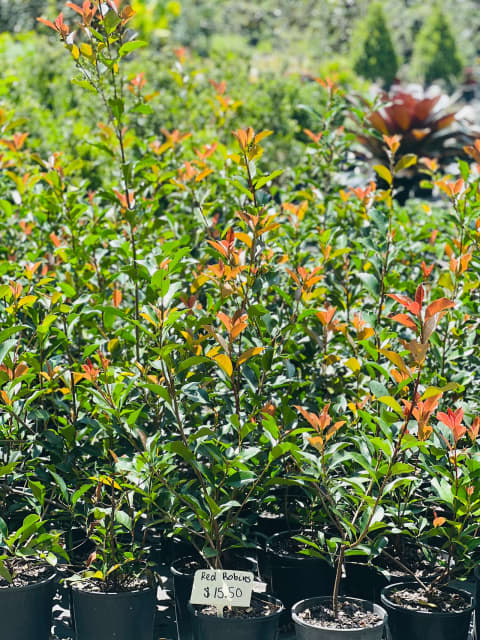 PHOTINIA RED ROBIN PLANTS ON SALE NOW IN THE NURSERY - Plants in ...