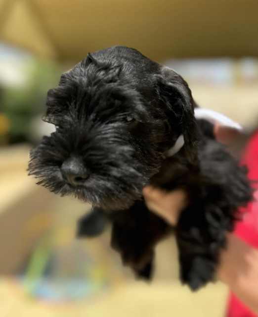 Only 2 Beautiful Male Pure Bred Miniature Schnauzers left for Sale ...