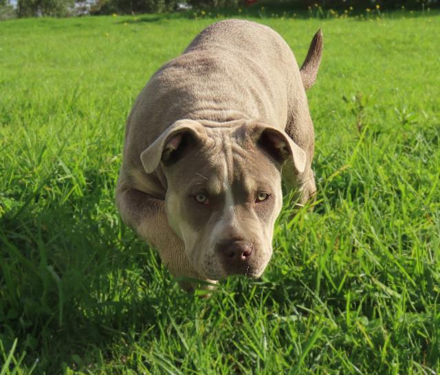 XL AMERICAN BULLIES - 1st Pick Female | Dogs & Puppies | Gumtree ...
