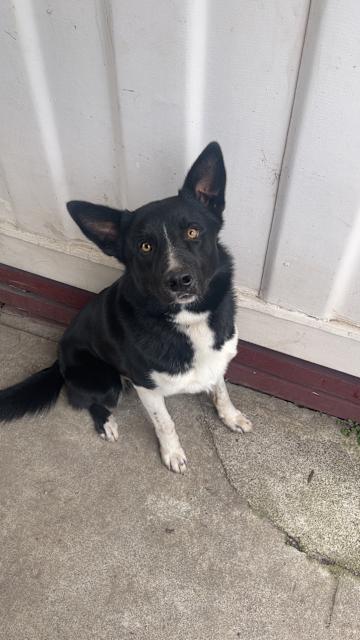 Kelpie x Border Collie Ace | Dogs & Puppies | Gumtree Australia Latrobe ...
