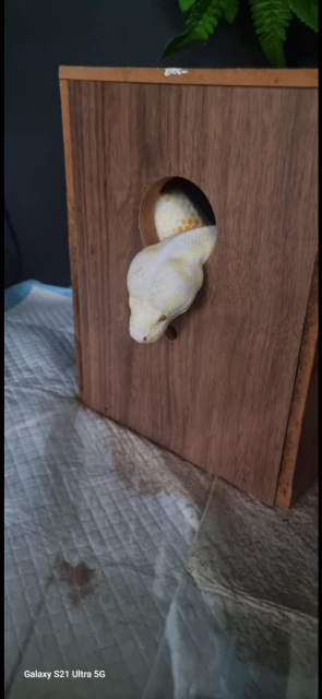 Albino python | Reptiles & Amphibians | Gumtree Australia Moreton Area ...