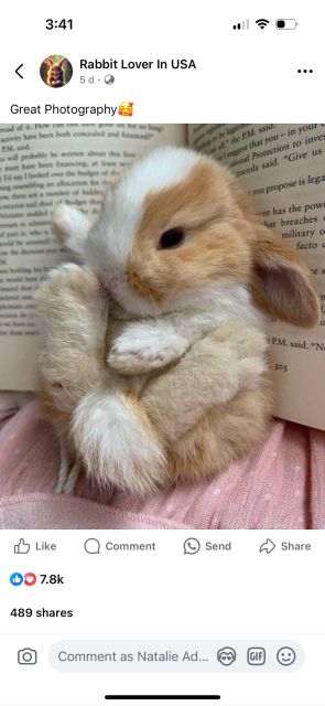 Mini lop Vienna rabbits | Rabbits | Gumtree Australia Parramatta Area ...