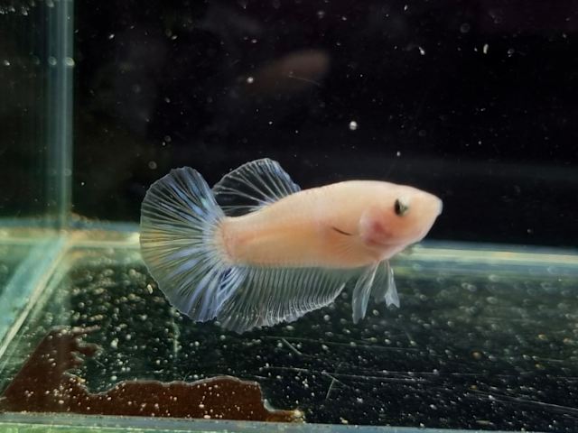 Young Bettas - Marbles | Fish | Gumtree Australia Morphett Vale Area ...
