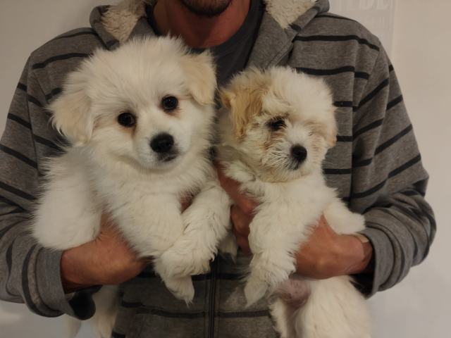 Maltese Shi Tzu X Japanese Spitz puppies | Dogs & Puppies | Gumtree ...