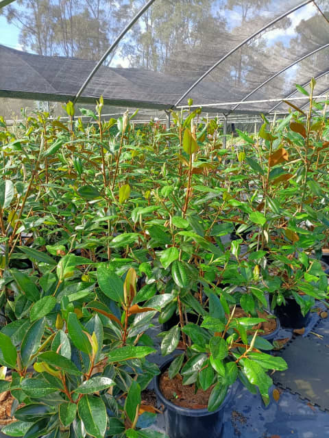 Advanced Magnolia Exmouth Grand Feature Tree or Hedge - Plants in Pitt ...