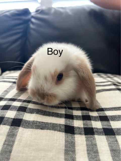 Pure bred mini lop rabbits. Ready to go! | Rabbits | Gumtree Australia ...