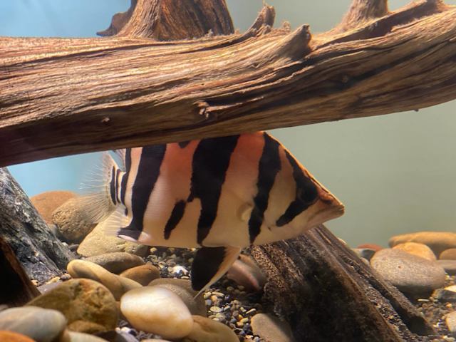 Datnoid, Neon Blue Acaras, L397 and red claw blue yabby | Fish ...