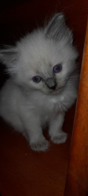 pure bread Blue point ragdoll kittens | Cats & Kittens | Gumtree ...