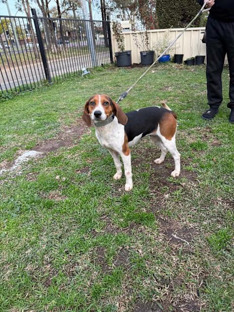 Beagle Adult Girl | Dogs & Puppies | Gumtree Australia Liverpool Area ...