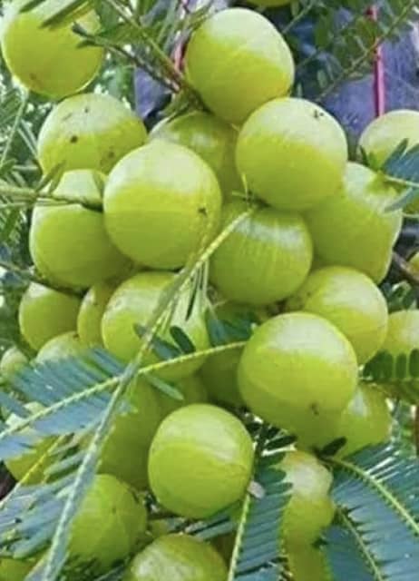 Amla - Indian Gooseberry fruit plant - Plants in Lakemba NSW | Gumtree ...