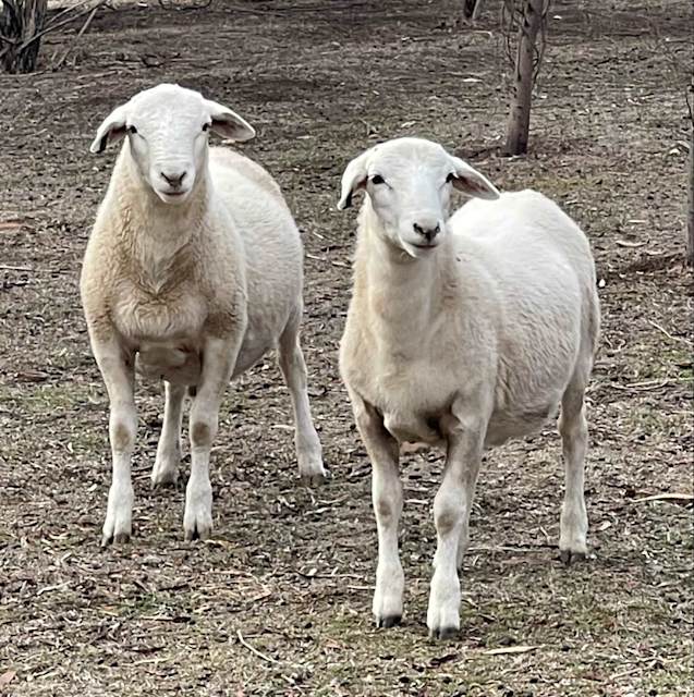 Australian White Rams | Livestock | Gumtree Australia Ballarat City ...
