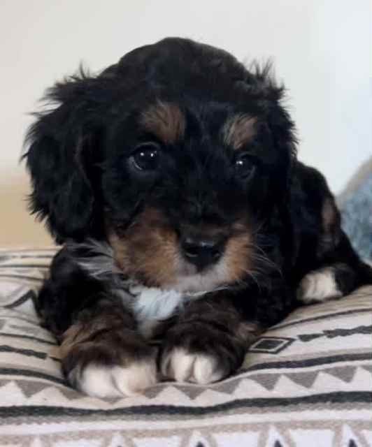Quality bred, RARE choc Parti, tri dna clear, First gen Cavoodles ...