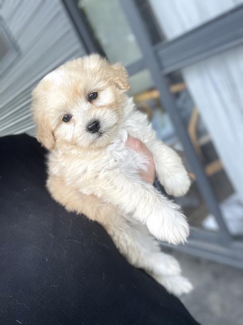 LAST Gorgeous GIRL Japoodle Puppies Ready Now | Dogs & Puppies ...