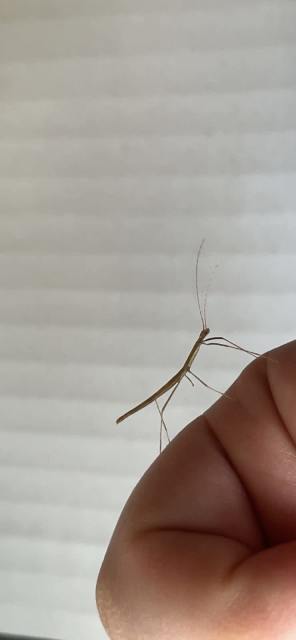 Cyclone Larry stick insect nymphs | Other Pets | Gumtree Australia ...