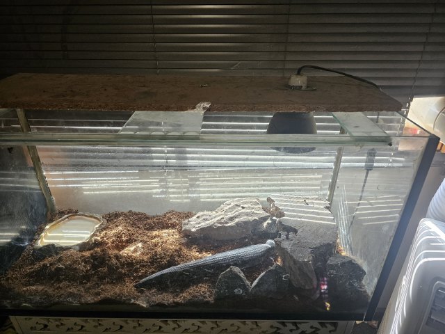 Blue tongue lizard and enclosure | Reptiles & Amphibians | Gumtree ...