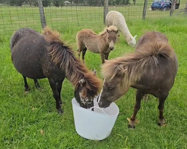 2x mini pony mares. 1 pregnant and 1 with colt at foot | Horses ...