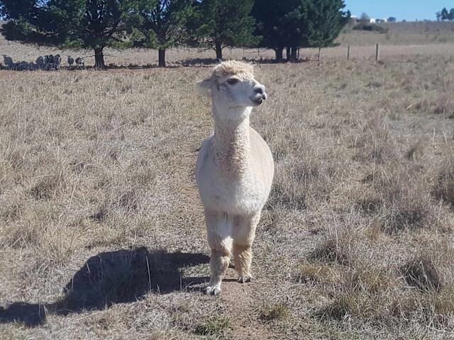 Male Alpaca & Meat Goats | Livestock | Gumtree Australia Geelong City ...