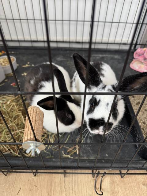 Give away 2 female rabbits | Rabbits | Gumtree Australia Derwent Valley ...