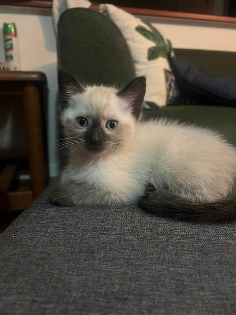 Ragdoll and Siamese male kittens for forever home | Cats & Kittens ...
