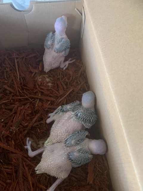Indian Ringneck Babies | Birds | Gumtree Australia Wanneroo Area ...