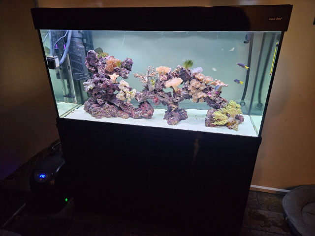 4 foot marine aquarium set up | Fish | Gumtree Australia Morphett Vale ...
