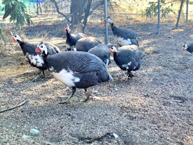 Guinea Fowl hens x2 left | Livestock | Gumtree Australia Mitchell Area ...