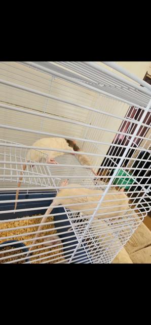 cute babies for sale | Other Pets | Gumtree Australia Bundaberg City ...