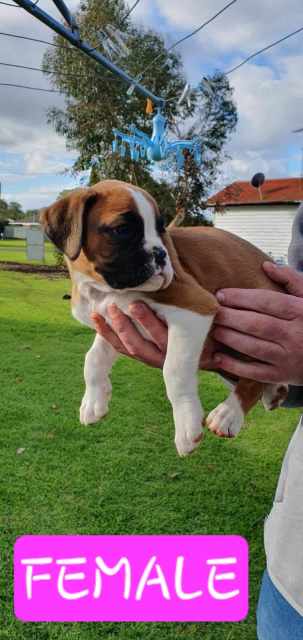 Pure boxer puppies, 2 female, 3 male | Dogs & Puppies | Gumtree ...