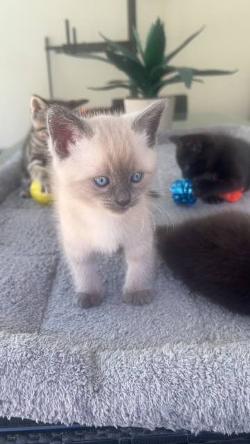 Burmese ragdoll/blue British | Cats & Kittens | Gumtree Australia Gold ...
