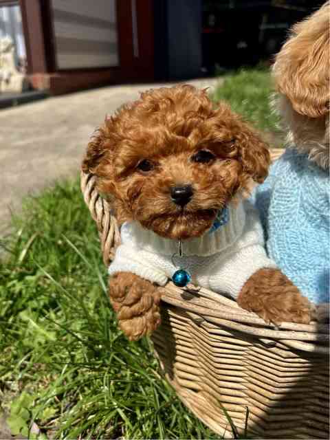 Shmoodle puppies | Dogs & Puppies | Gumtree Australia Hume Area ...