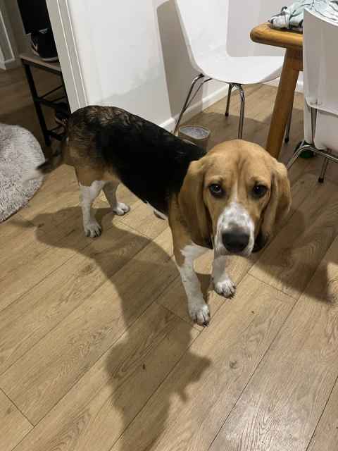 Bloodhound cross beagle puppy | Dogs & Puppies | Gumtree Australia ...