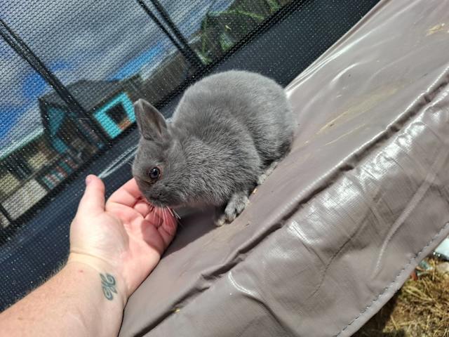 Two male Netherland dwarf | Rabbits | Gumtree Australia Southern ...