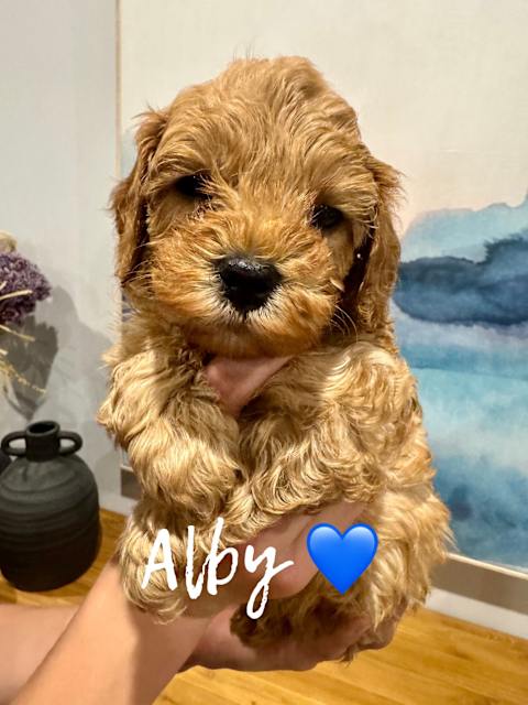 7 Red Cavoodle Puppies - one sold! | Dogs & Puppies | Gumtree Australia ...