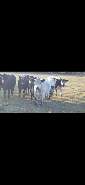 speckled park x Angus | Livestock | Gumtree Australia West Tamar ...