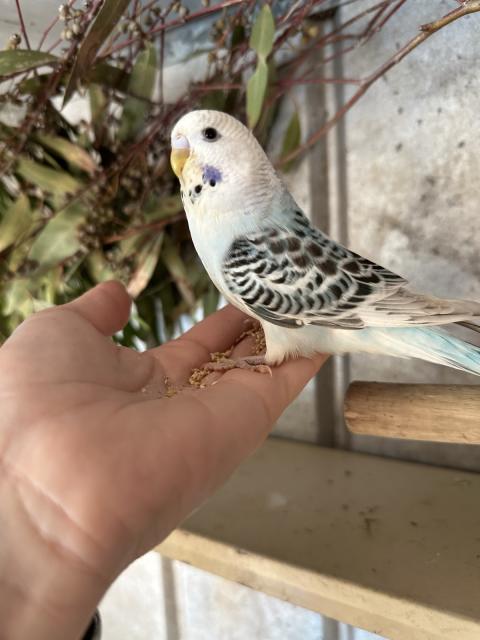Baby Budgies | Birds | Gumtree Australia Joondalup Area - Kingsley ...
