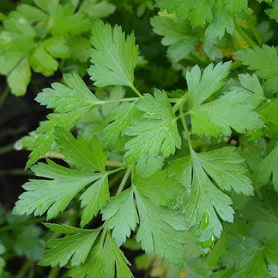 Organic parsley seeds - Plants in Roxburgh Park VIC | Gumtree Australia