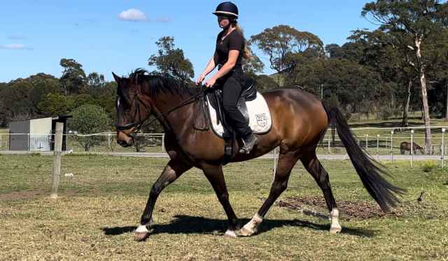 Stockhorse x TB | Horses & Ponies | Gumtree Australia Shoalhaven Area - Shoalhaven Heads ...