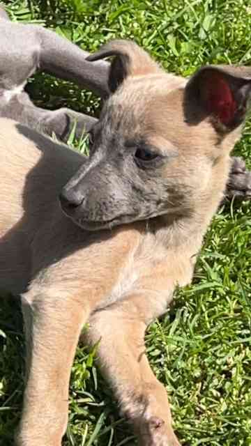 Purebred whippet puppy | Dogs & Puppies | Gumtree Australia Latrobe ...