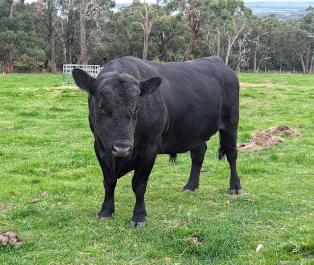 Angus Bull (available for stud not for sale) | Livestock | Gumtree ...