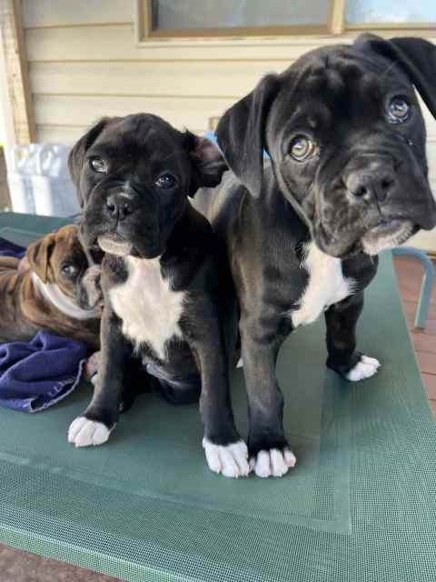 1 GIRL LEFT Sealed/brindle bobtail and long tail boxer puppies | Dogs ...