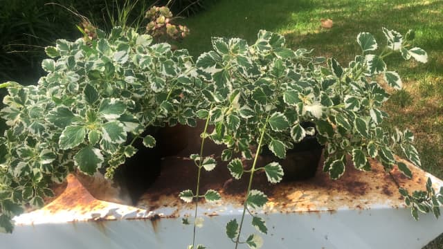 Ceramic pot and Plant - Swedish Ivy - Agapanthus -$10 small $20 large ...