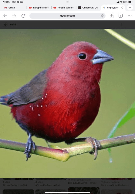 FinchesSt Helena hens Fire Finch Cock | Birds | Gumtree Australia Yarra ...