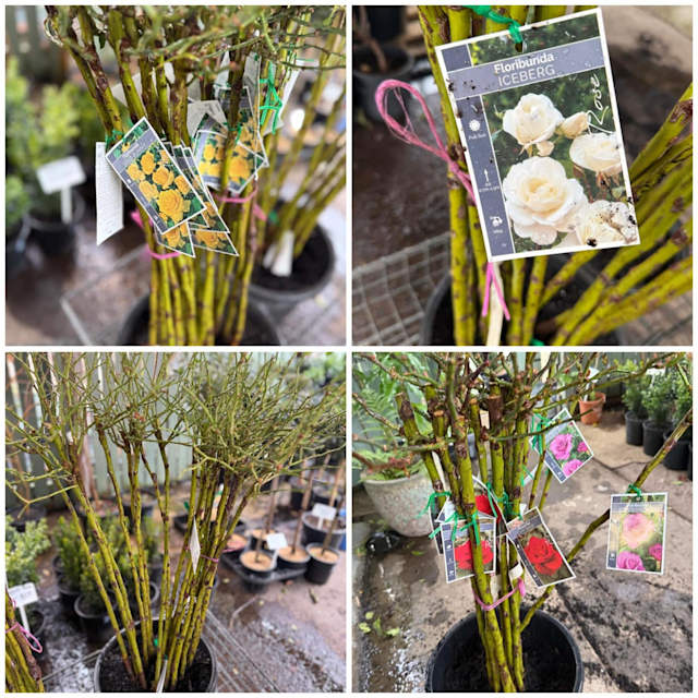 2ft Standard Roses (Patio Roses) Double grafted / 1 Quality - Plants in ...