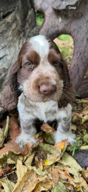 Puredbred Registered Cocker Spaniel Puppies (Registered Breeder) | Dogs ...