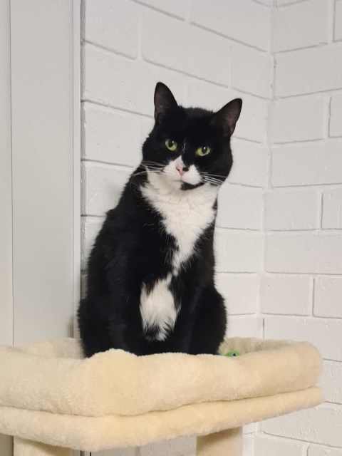 2 y/o DSH Cat Named Suki in Urgent Need of a Rehome | Cats & Kittens ...