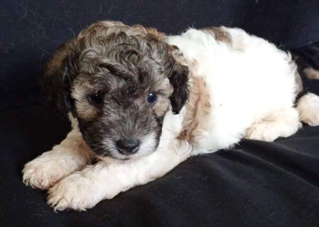 Shmoodle Puppies ( Shih Tzu - Maltese - Poodle ) | Dogs & Puppies ...